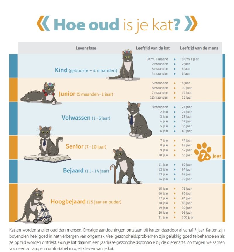 Ouderdomsverschijnselen bij katten – Dierenartsencombinatie Staphorst ...